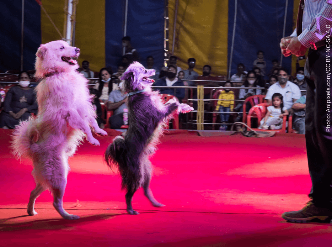 PETA India’s Emergency and Cruelty Response Teams’ Top 10 Lifesaving ...