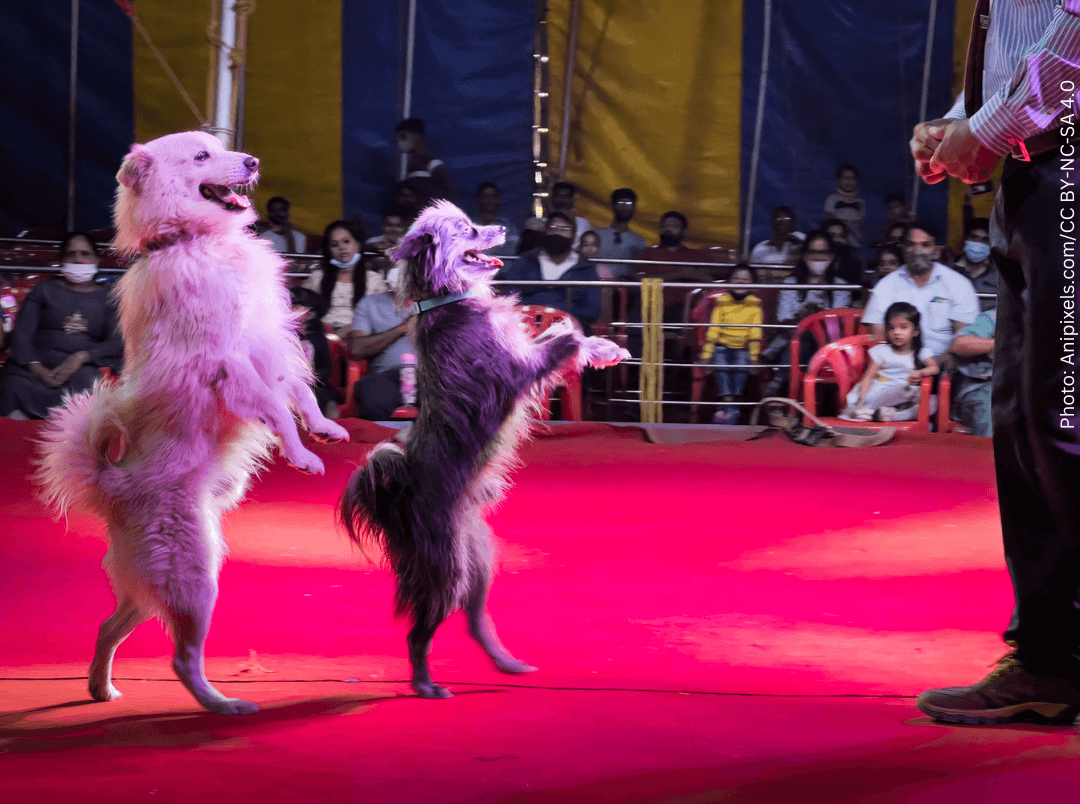 PETA India’s Emergency and Cruelty Response Teams’ Top 10 Lifesaving ...