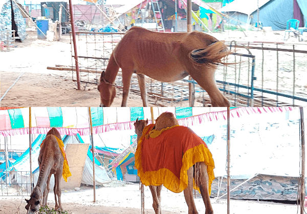 PETA India: India’s Animal Rights Organisation | PETA India