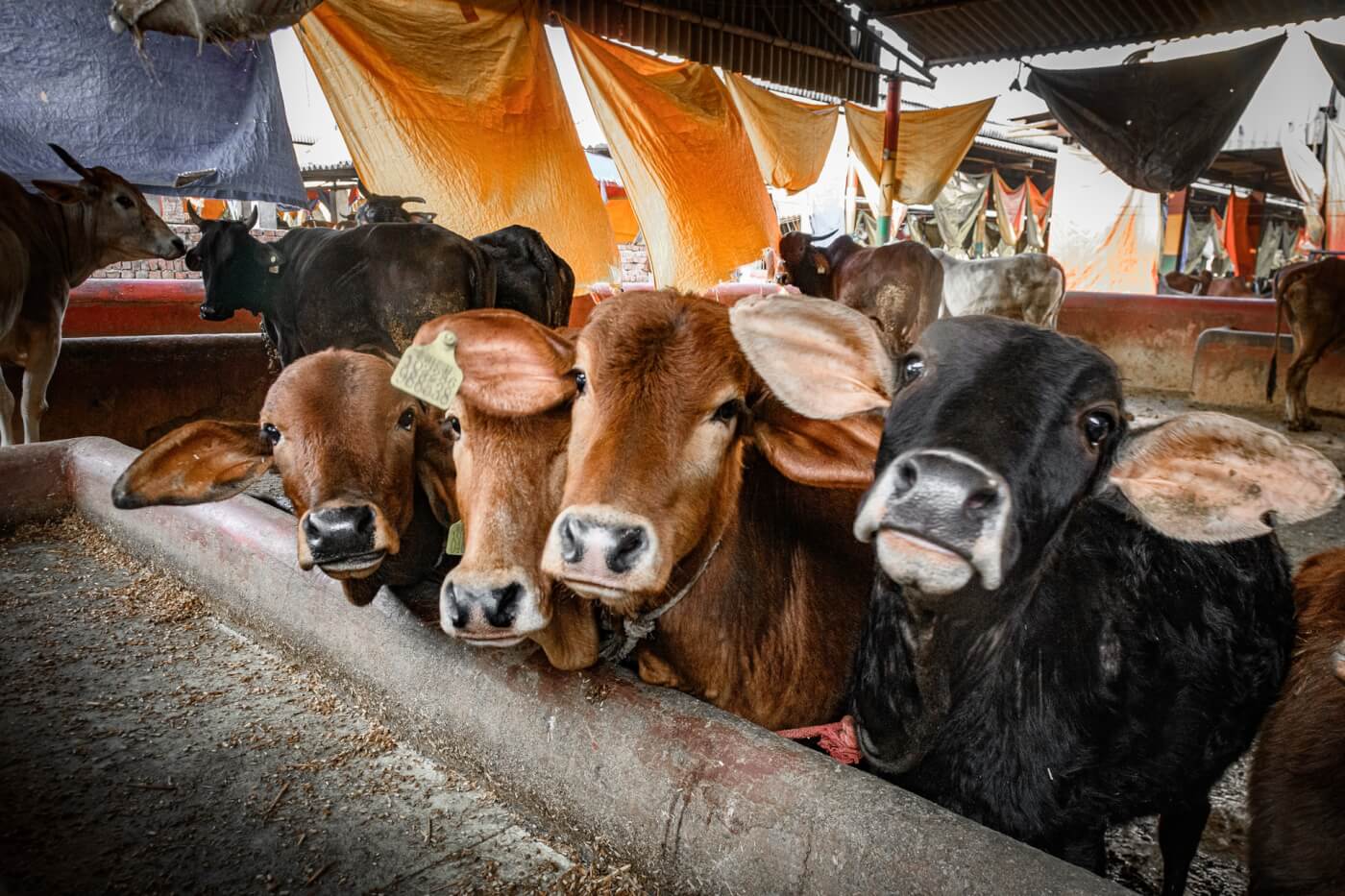 PETA India One-Ups Cancelled ‘Hug-a-Cow’ Day With ‘Save-a-Cow’ Day With ...