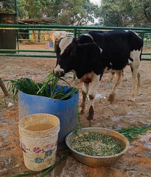 PETA India One-Ups Cancelled ‘Hug-a-Cow’ Day With ‘Save-a-Cow’ Day With ...