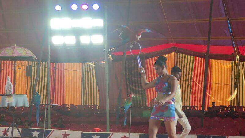 Thrissur Police Registers FIR Against Great Bombay Circus Following ...