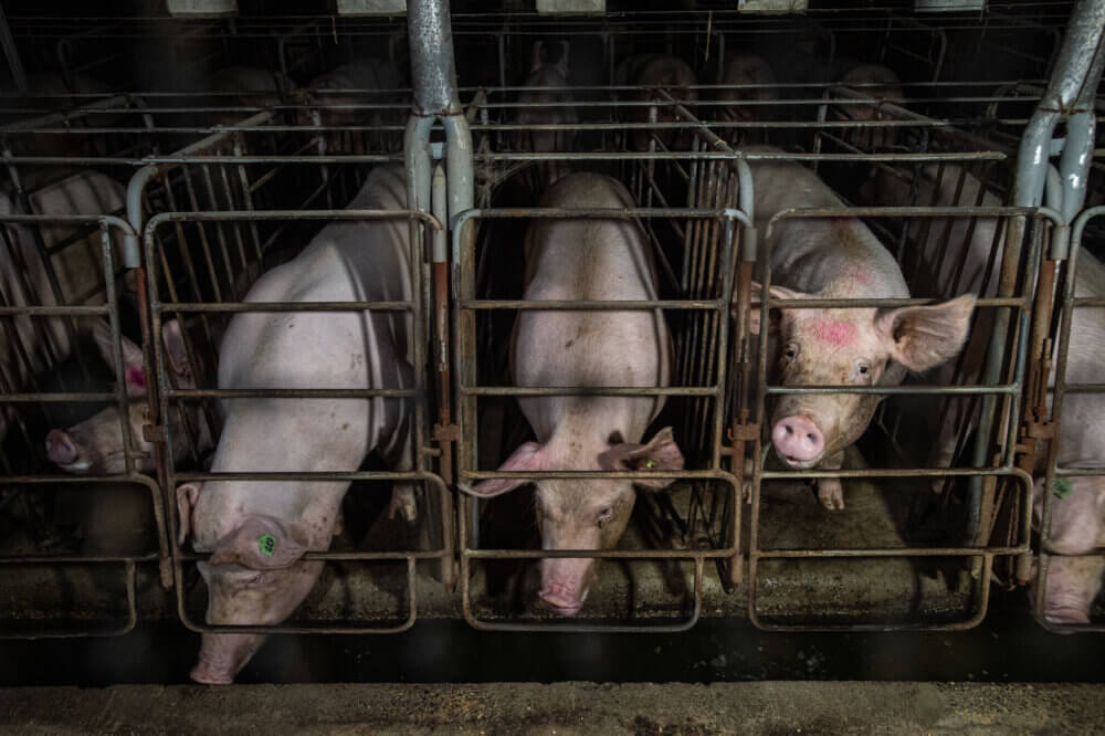 Odisha Joins 20 Other States and UTs in Prohibiting the Confinement of ...