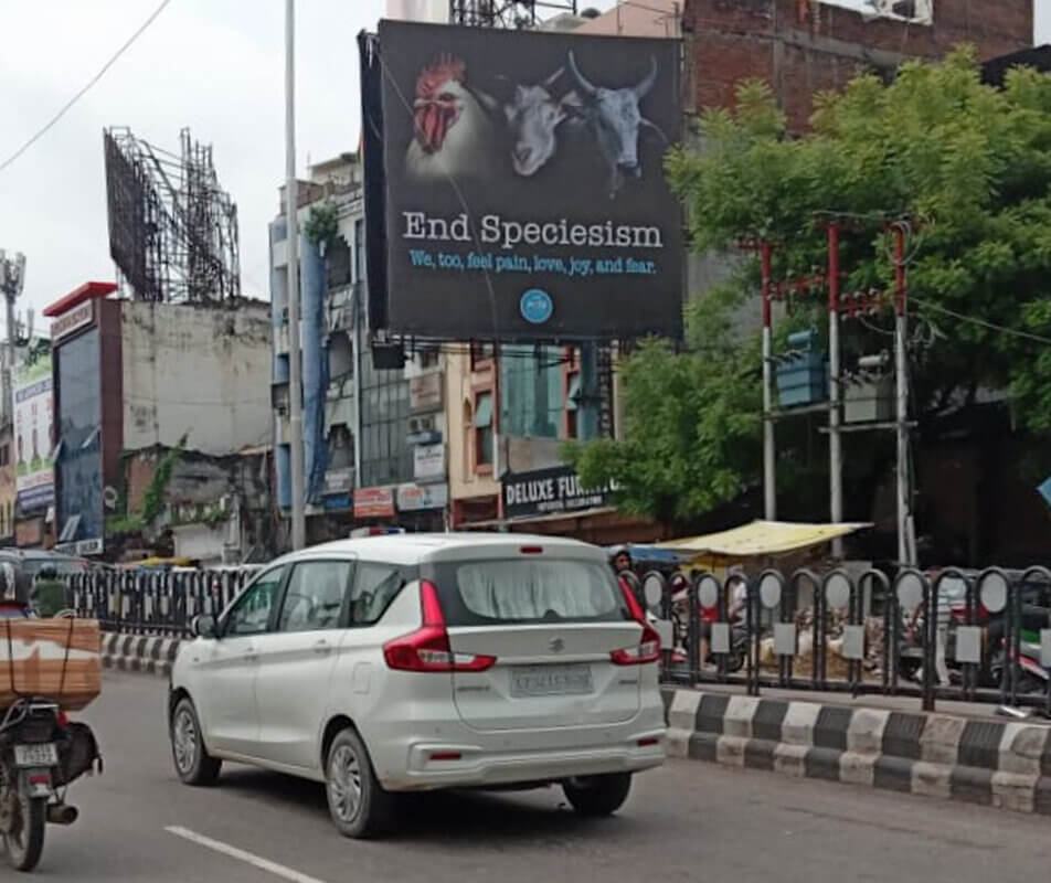 ‘End Speciesism,’ Say Chicken, Goat, and Cow on New PETA India ...