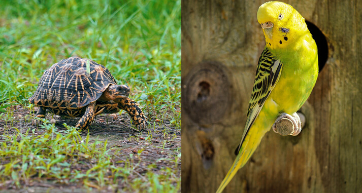 Illegally Held Indian Star Tortoises and Parakeet Rescued From Mumbai ...