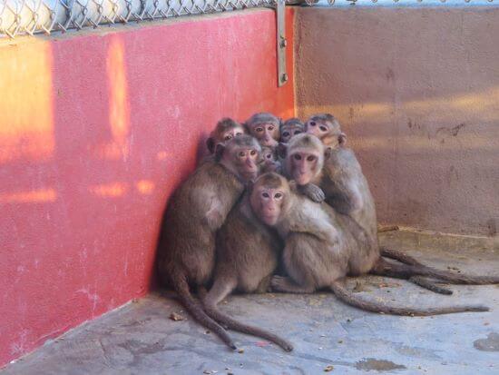 Will you help vulnerable monkeys? - Donate Now - PETA India