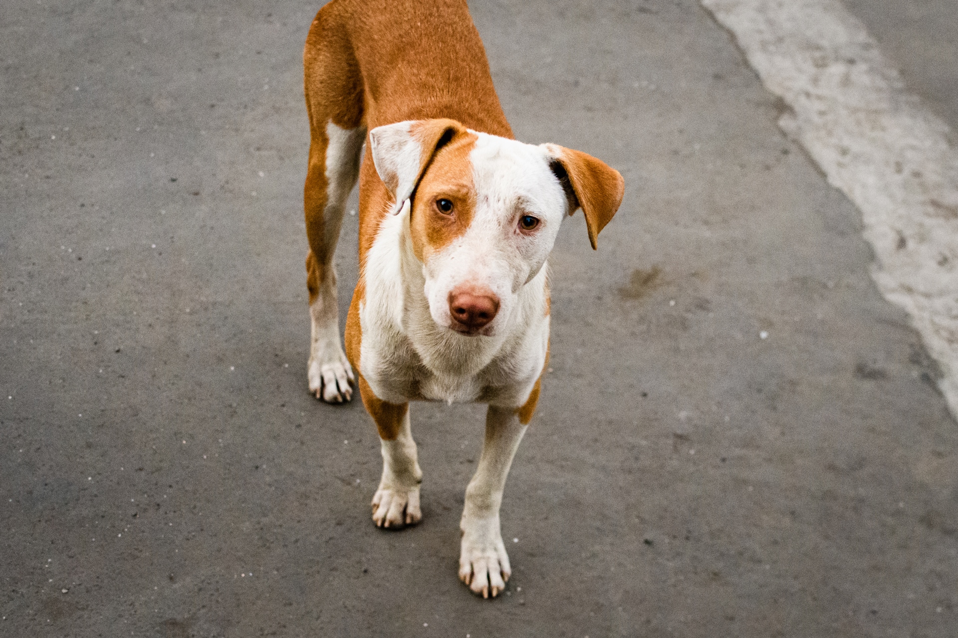Victory! Central Government Committee Withdraws Plan to Use Stray Dogs ...
