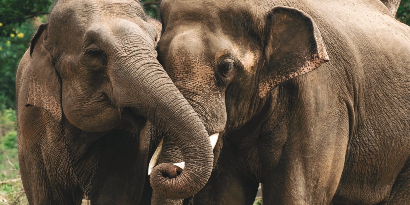 Zeenat Aman, John Abraham, Sonakshi Sinha, and Others Join PETA India’s ...