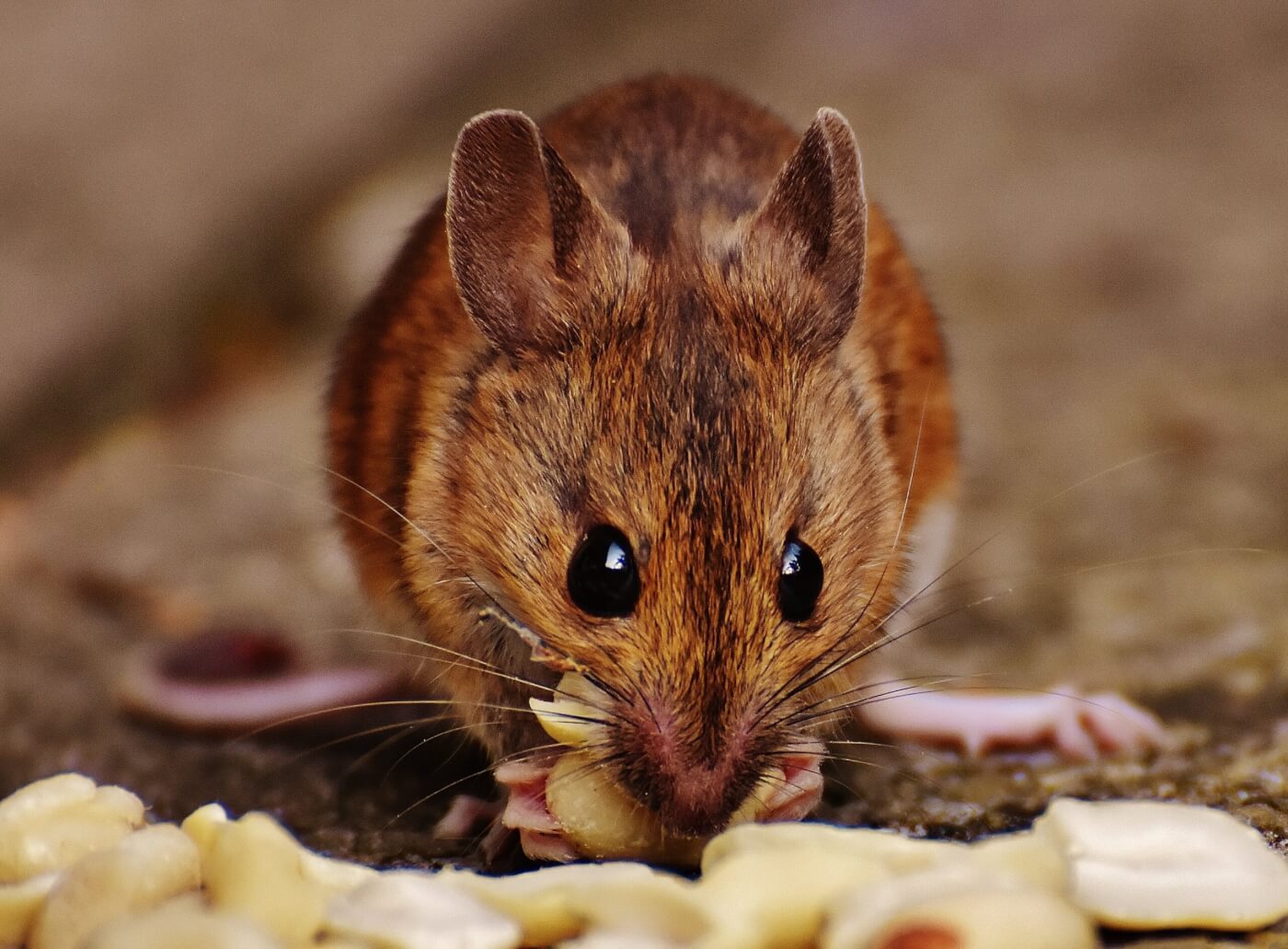 Rajasthan Bans Cruel Glue Traps for Rodent Control in Response to PETA ...