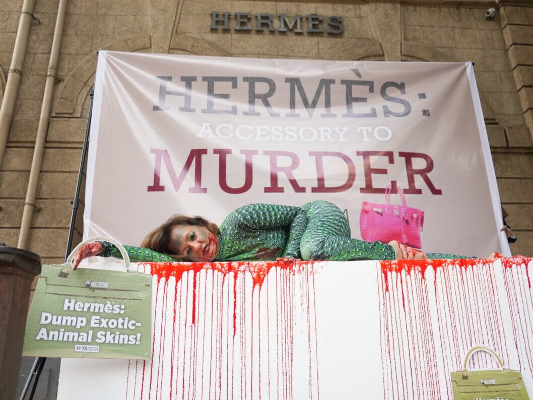 Exposed: Crocodiles and Alligators Factory-Farmed for Hermès 'Luxury ...