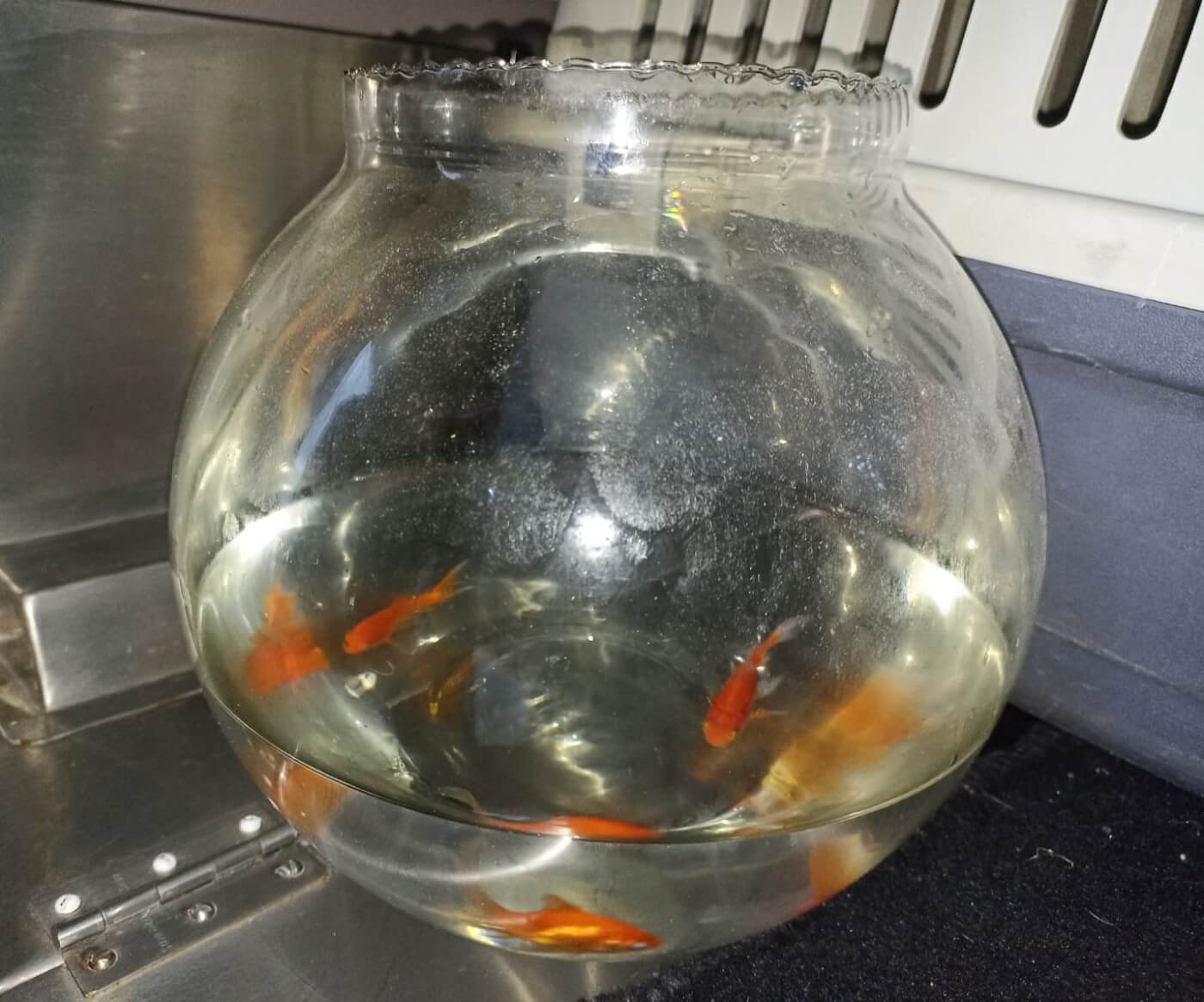 Doves and Goldfish Seized From Magician by Navi Mumbai Police Following ...