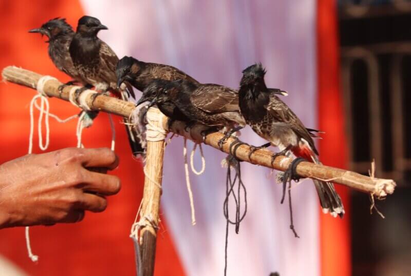 Gauhati High Court Approached by PETA India to Ban Bulbul Fights - Blog ...