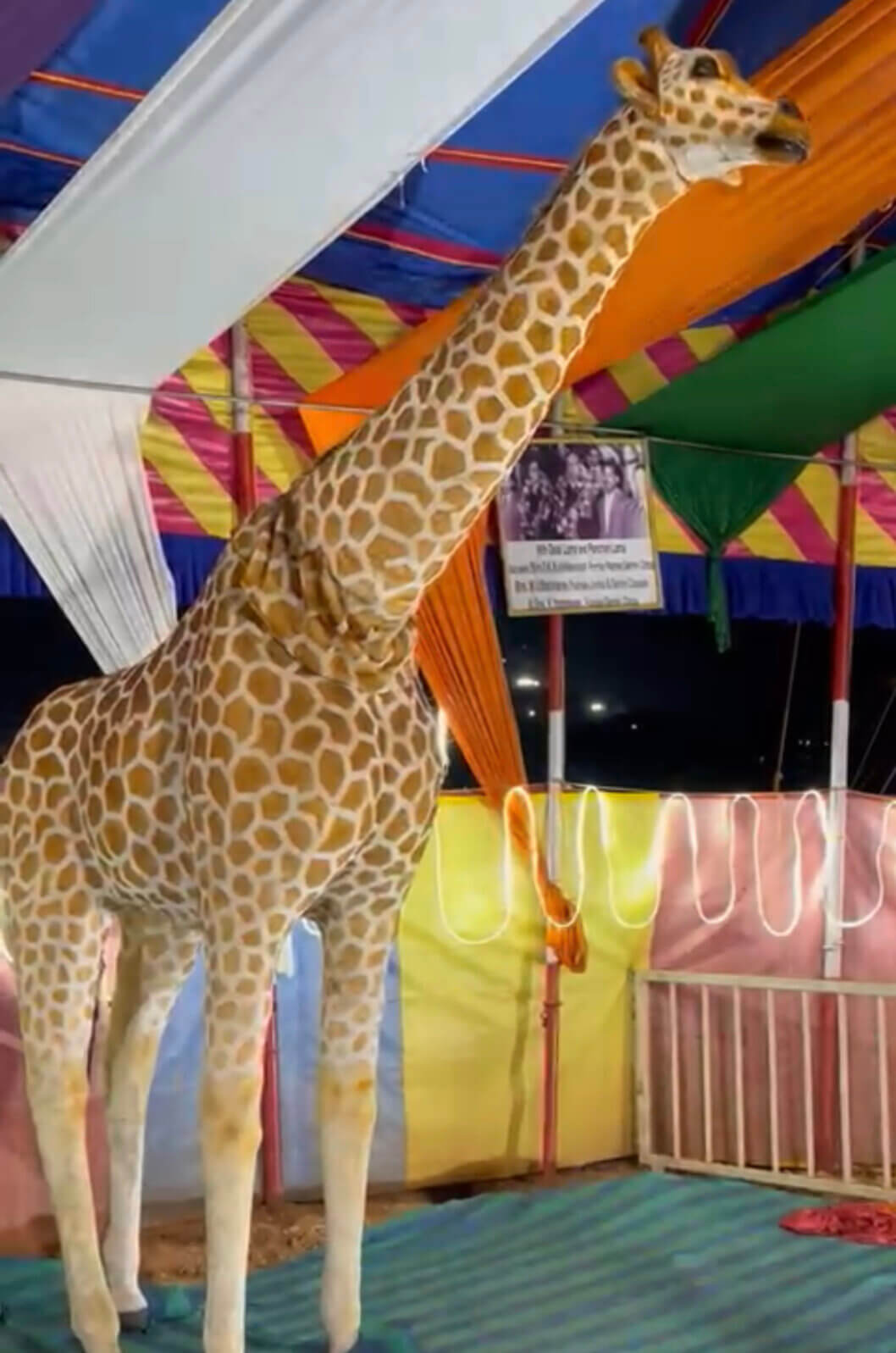 Gemini Circus Makes History as First in India to Introduce Robotic ...