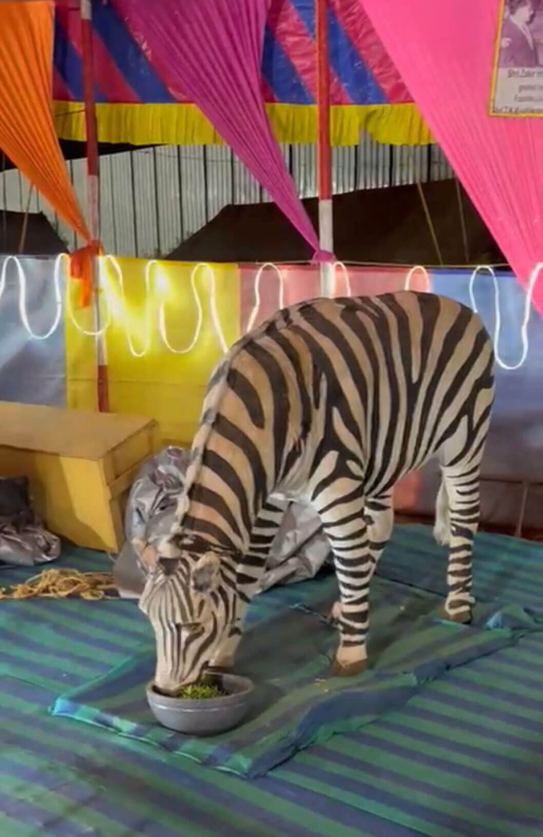 Gemini Circus Makes History as First in India to Introduce Robotic ...