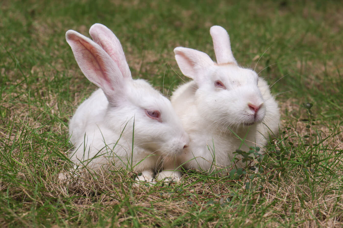 PETA India’s 2023 Roaring Victories and Milestones for Animals - Living ...