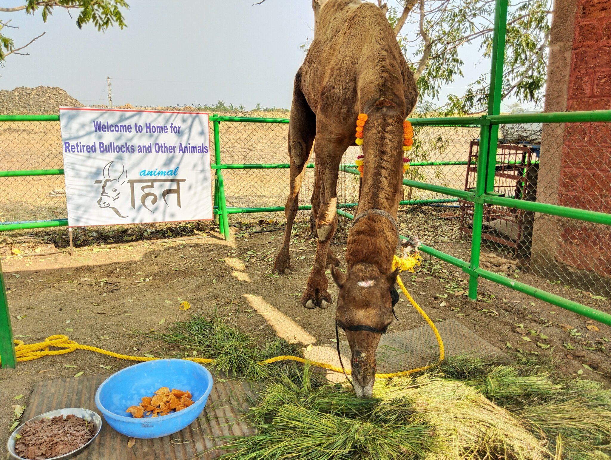 Andhra Pradesh Police Join Hands With PETA India in Efforts to Save ...