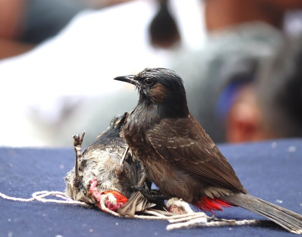 Two FIRs Registered Over Heinous Cruelty to Animals in Illegal Assam ...