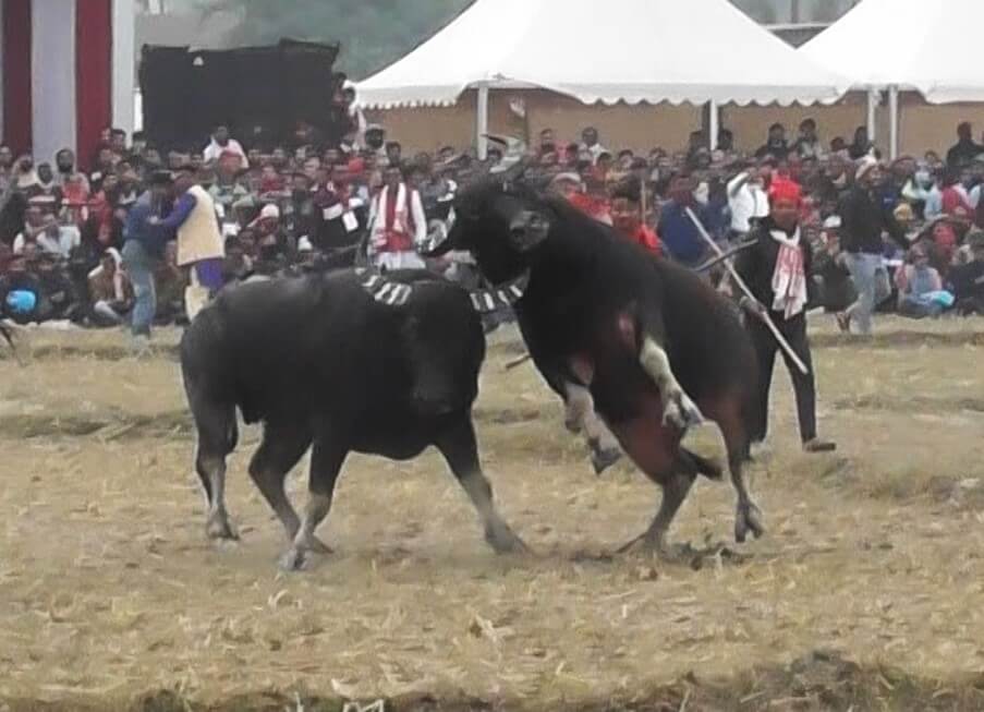 Two FIRs Registered Over Heinous Cruelty to Animals in Illegal Assam ...