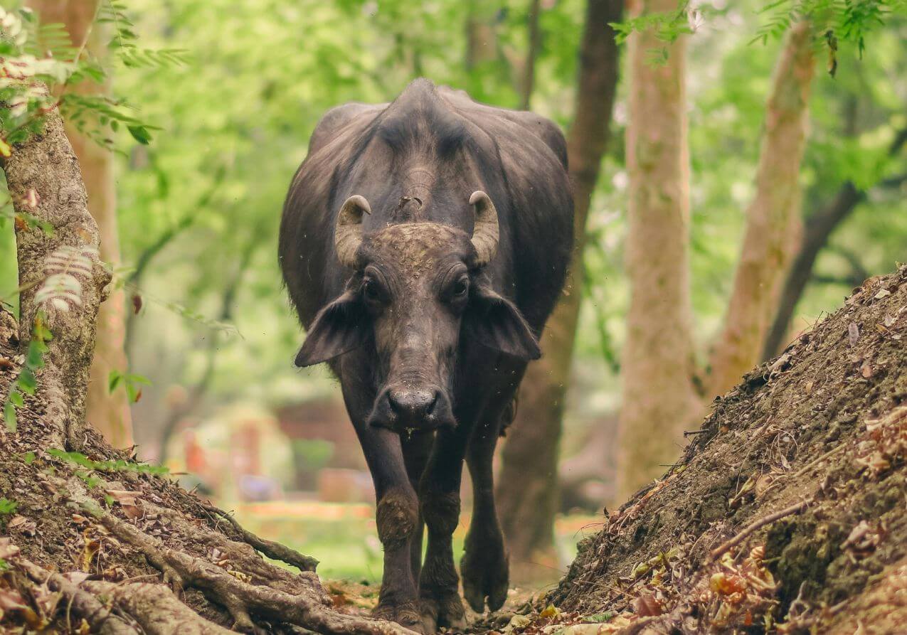 Victory! Following PETA India Appeal, Unauthorised Buffalo Fight Stopped in Morigaon - Blog ...
