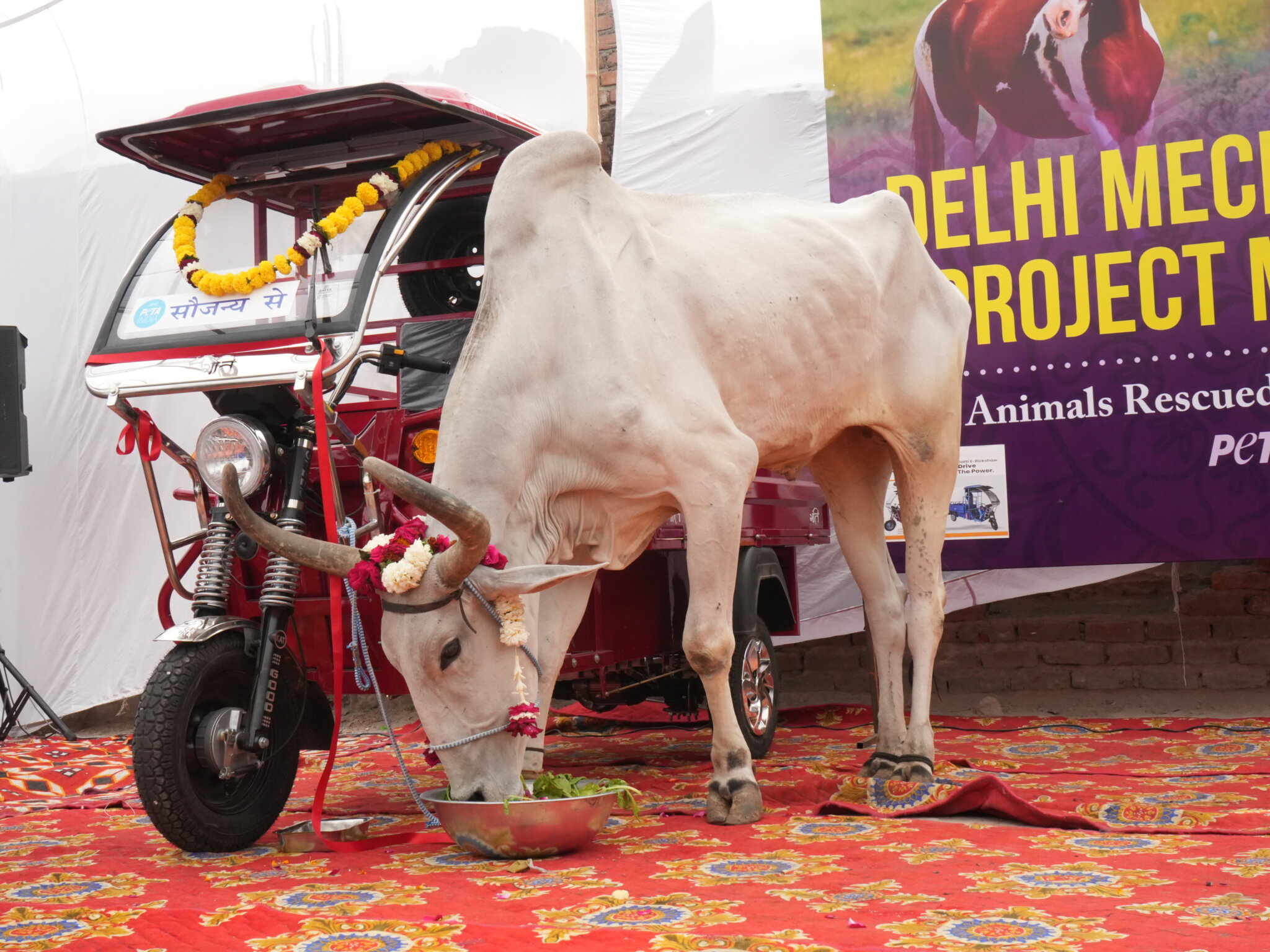 150th Animal Rescued From Hard Labour Through PETA India’s Delhi ...