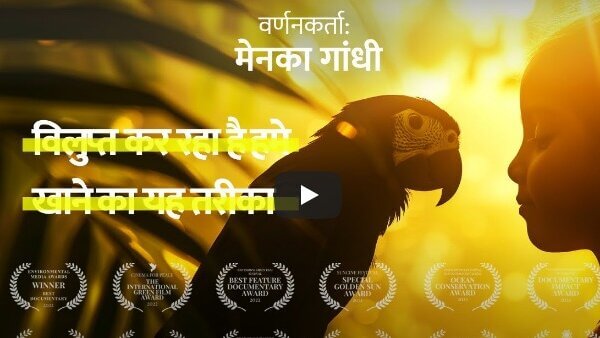 Chacha the Chimpanzee Doesn't Want to Be in a Zoo