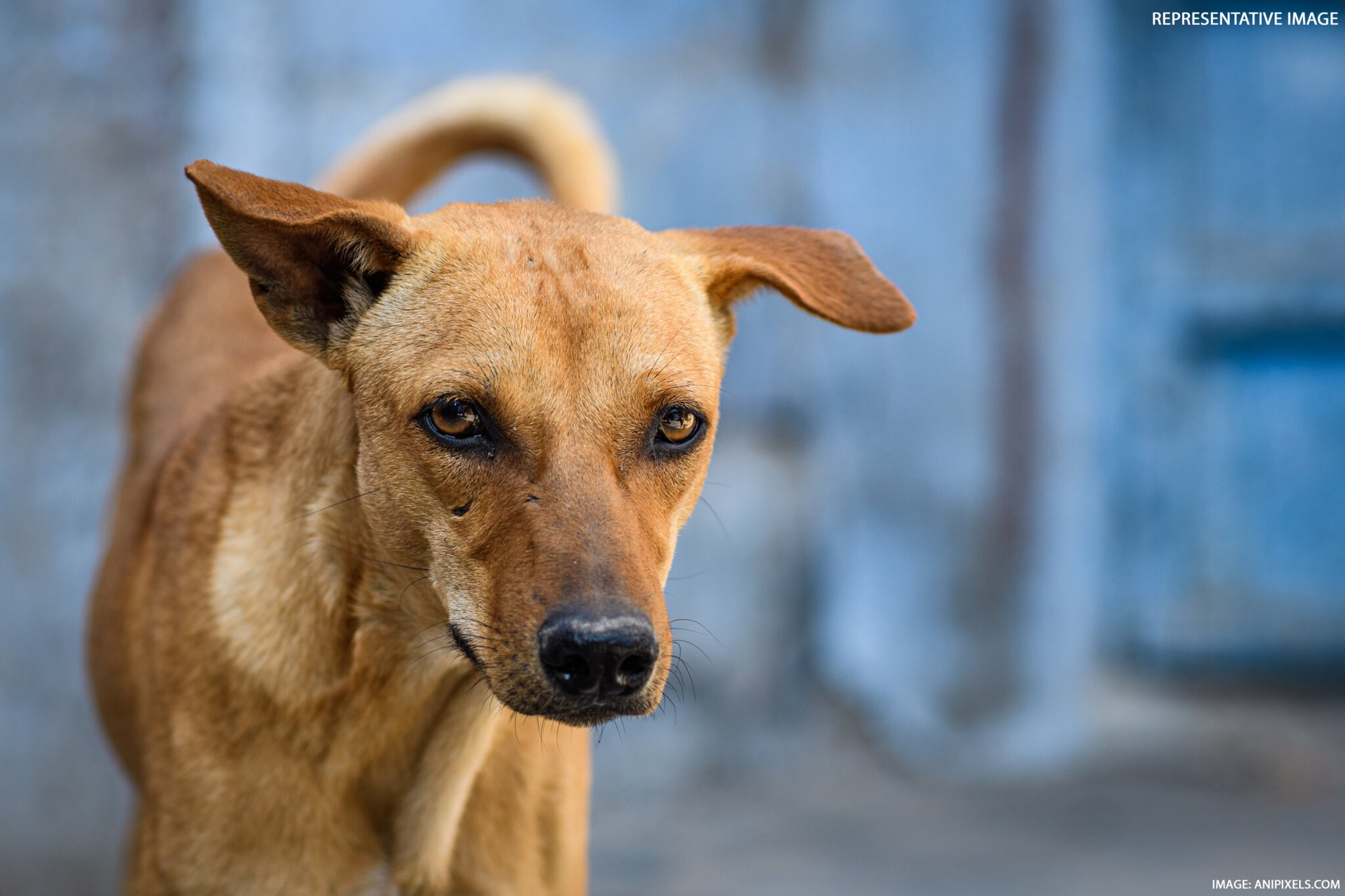 FIR Registered Against a Man for Beating a Dog to Death in Dharashiv ...