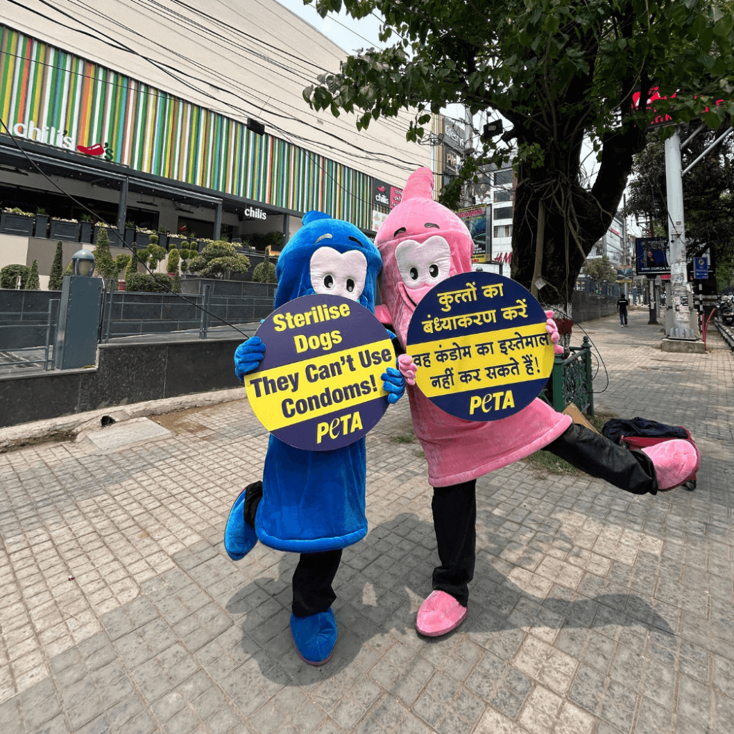 PETA India’s ‘Giant Condoms’ Promote Animal Birth Control During ‘Be ...