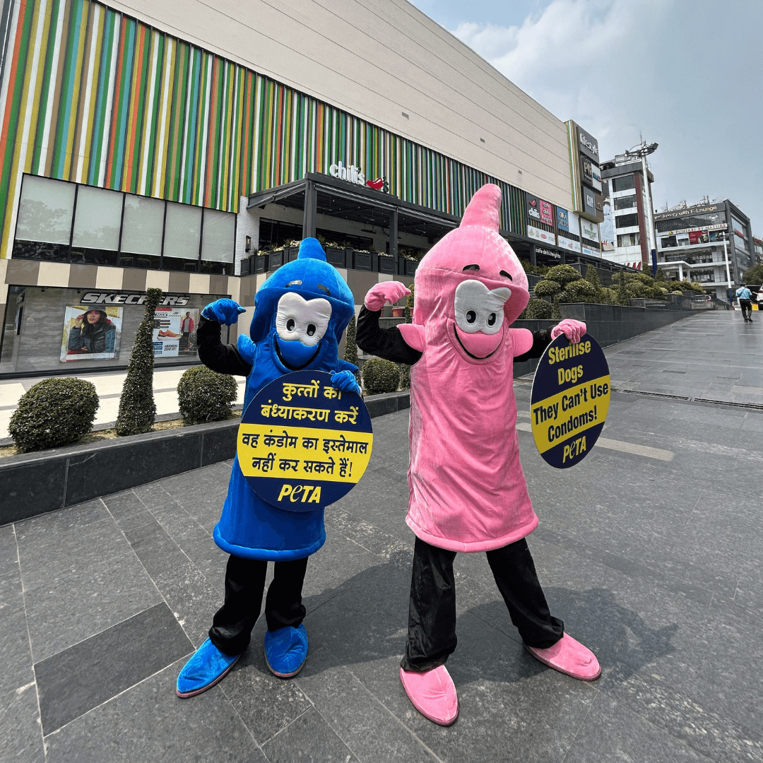 PETA India’s ‘Giant Condoms’ Promote Animal Birth Control During ‘Be ...