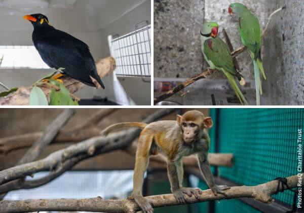Two Parakeets, a Common Hill Myna, and a Rhesus Macaque Rescued ...