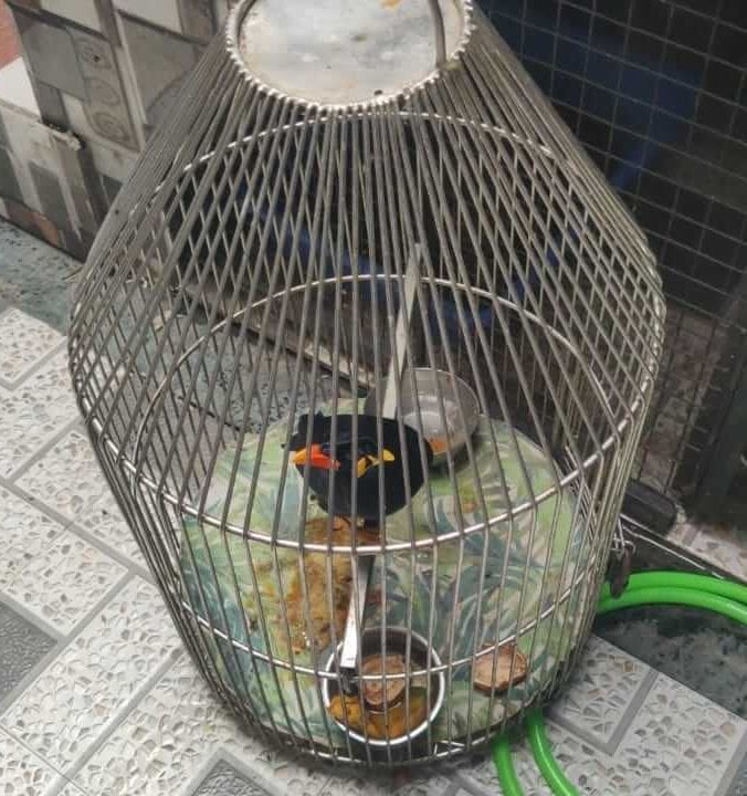 Two Parakeets, a Common Hill Myna, and a Rhesus Macaque Rescued ...