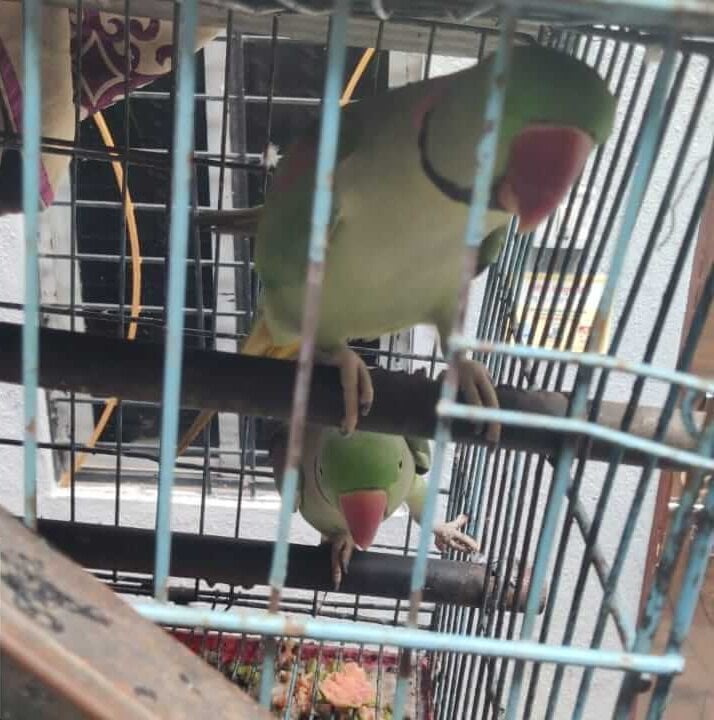 Two Parakeets, a Common Hill Myna, and a Rhesus Macaque Rescued ...