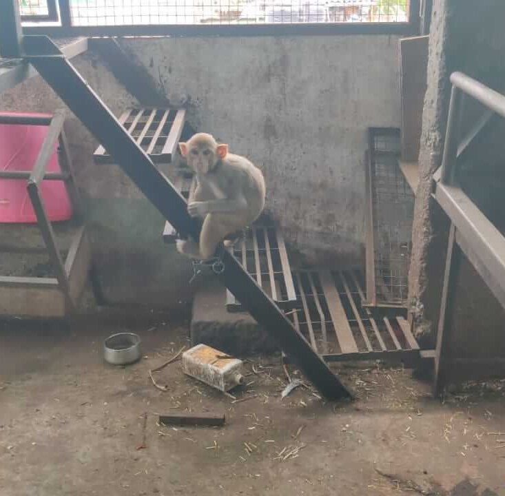 Two Parakeets, a Common Hill Myna, and a Rhesus Macaque Rescued ...