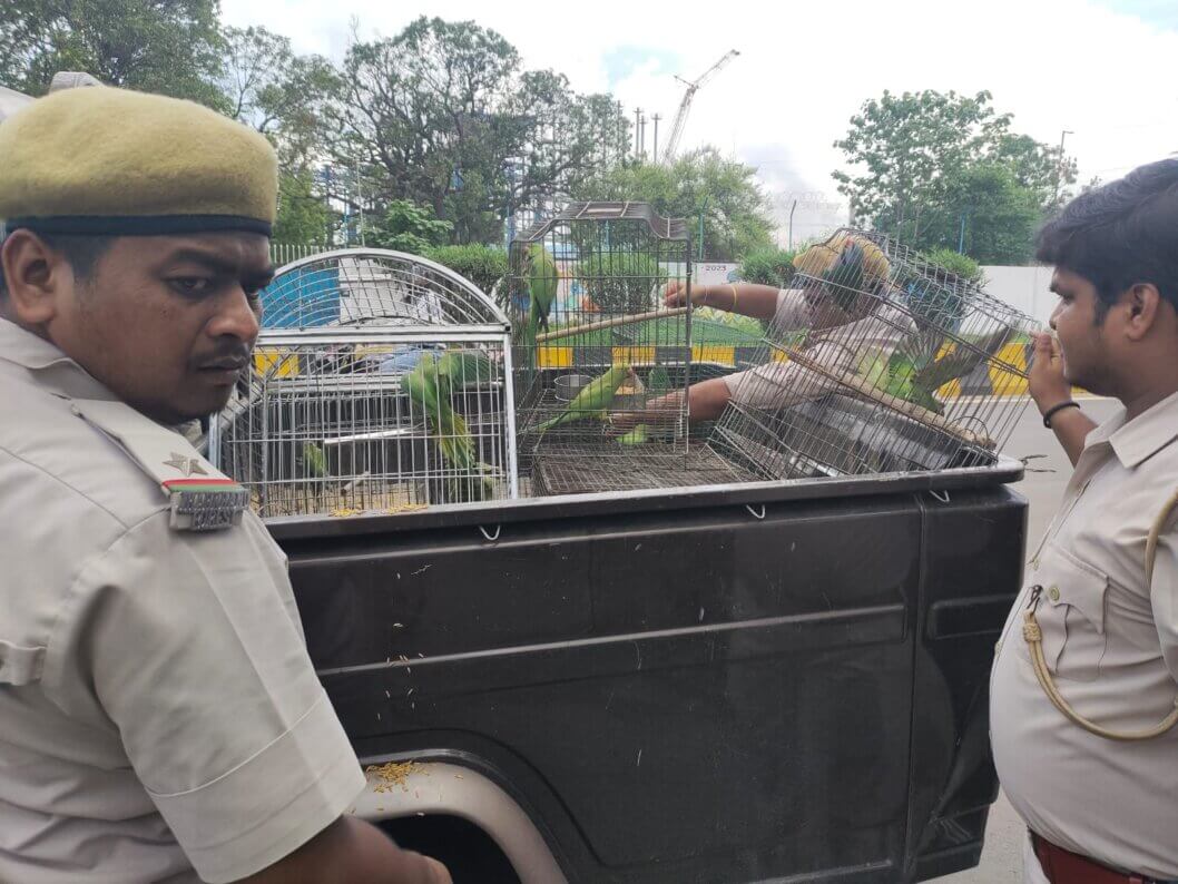 Jharkhand Forest Department Rescues 30 Parakeets After PETA India ...