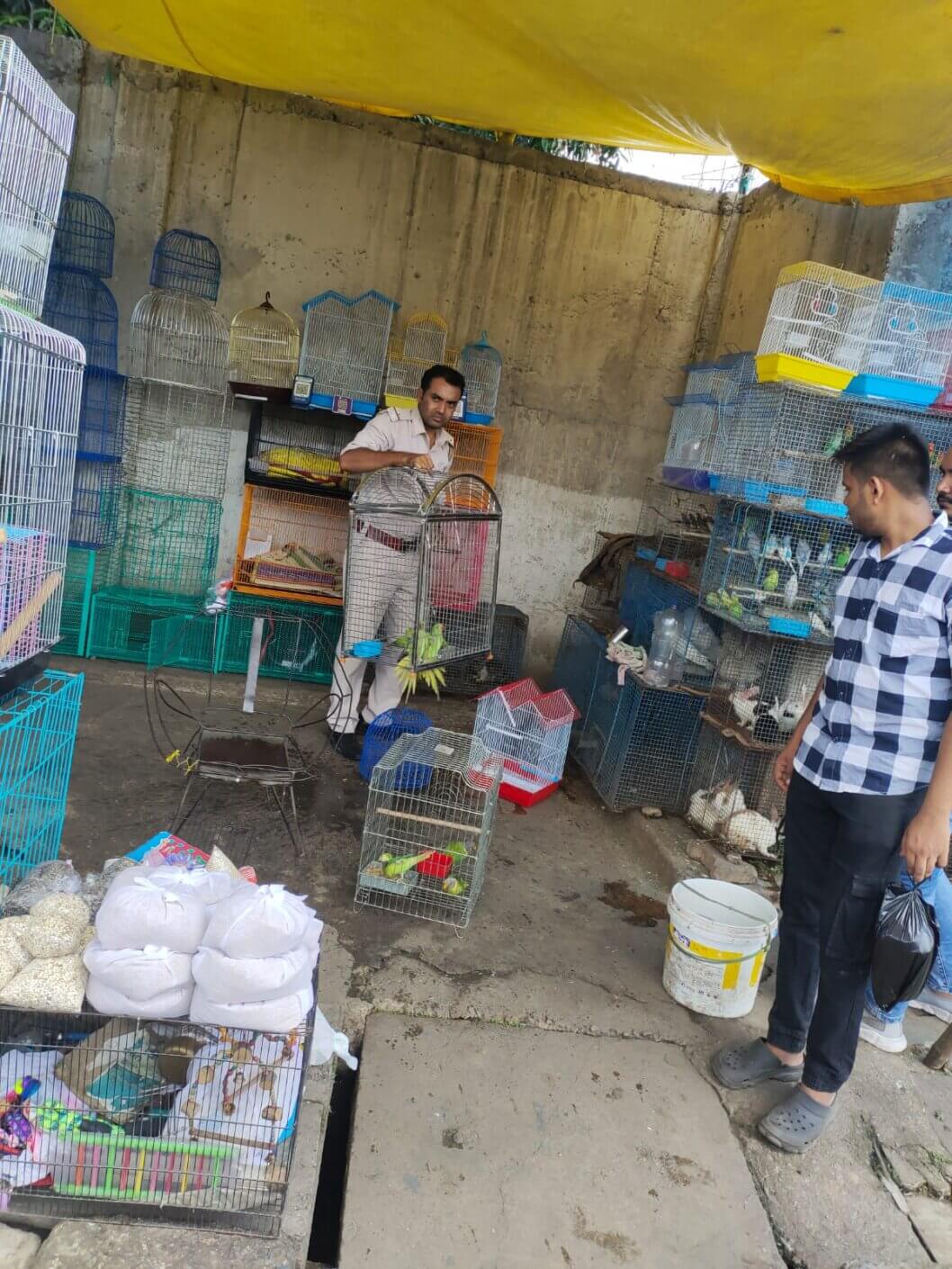 Jharkhand Forest Department Rescues 30 Parakeets After PETA India ...