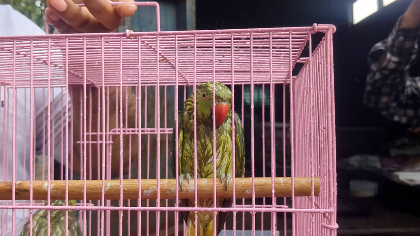 Parakeets Rescued in Moti Nagar Pet Shop Raid Following PETA India ...