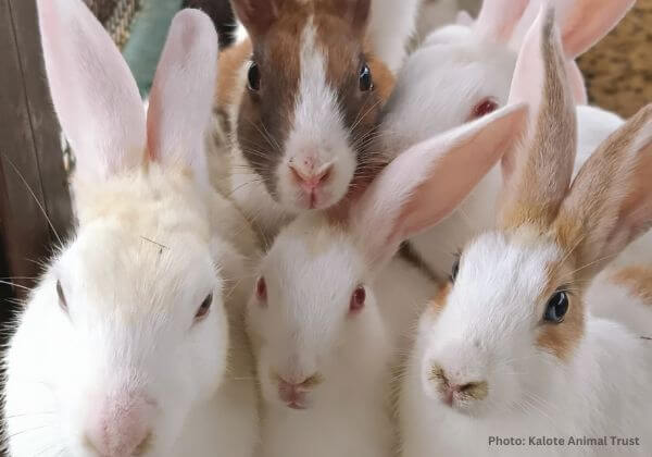 Actor Amy Aela’s Tip Helps PETA India Save Neglected Animals - Blog ...