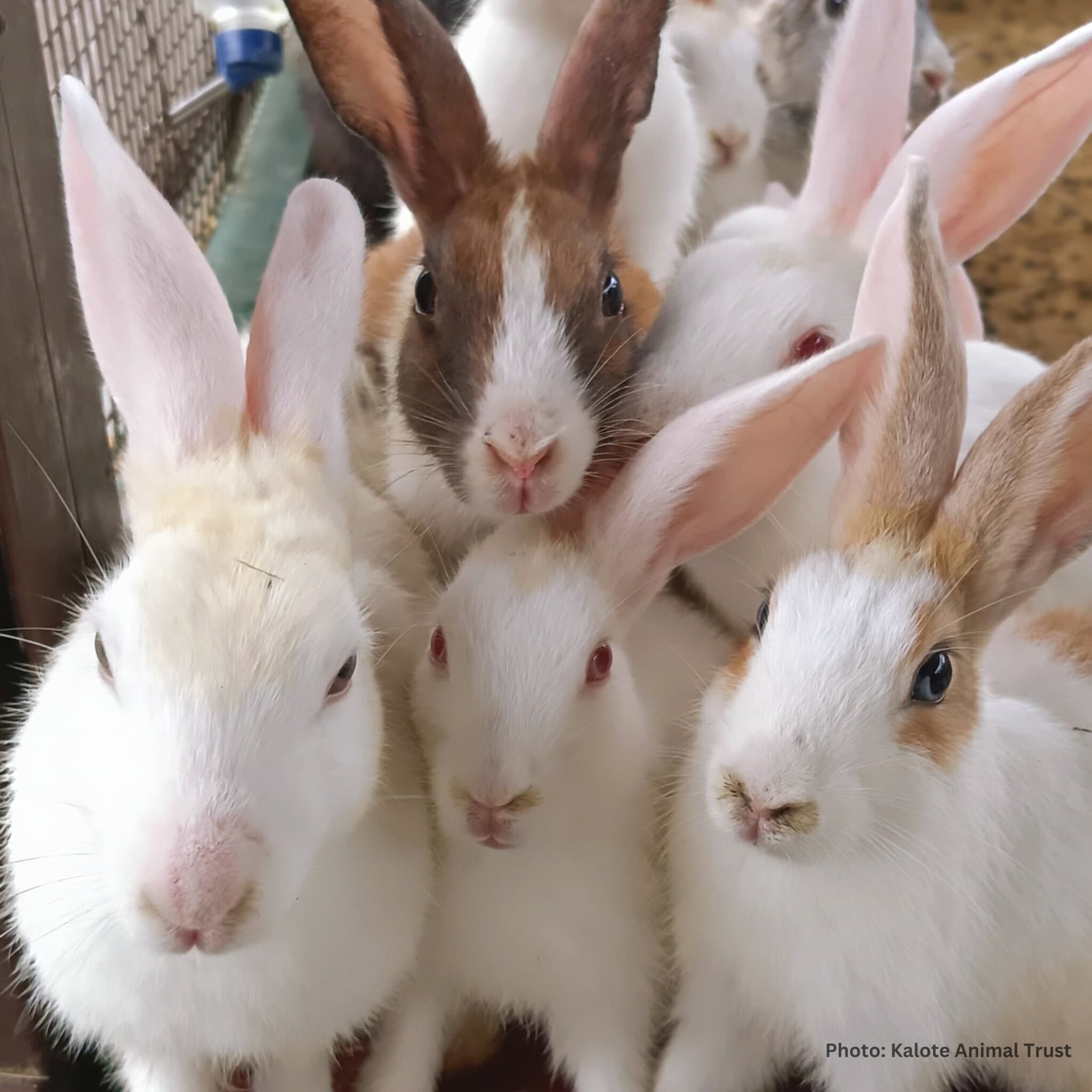 Actor Amy Aela’s Tip Helps PETA India Save Neglected Animals - Blog ...