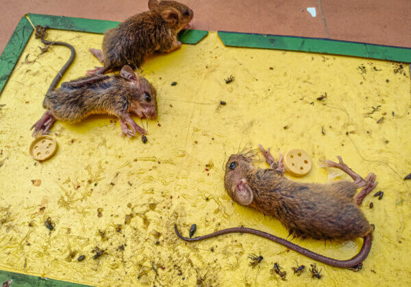 Animals Used for Experimentation - The Issues - PETA India