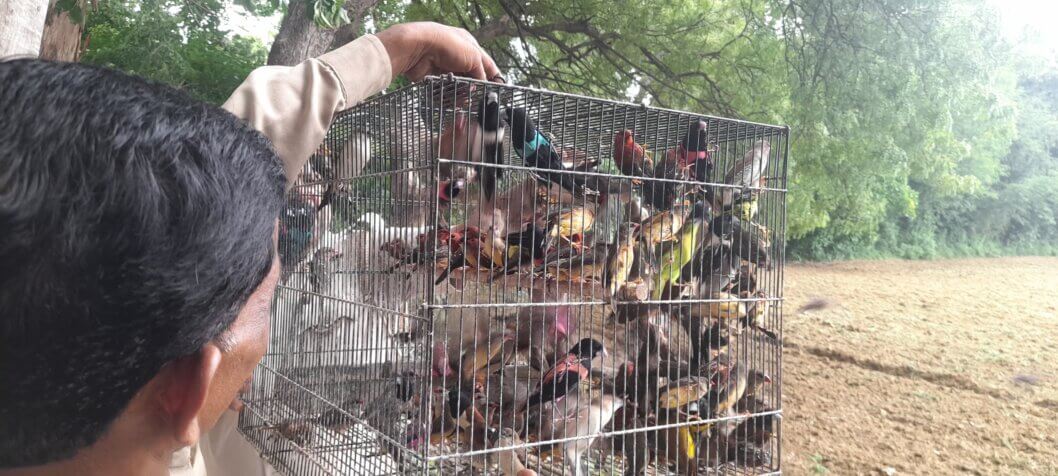 Over 700 Parakeets and Other Birds Recovered in Kanpur Raid, Following ...