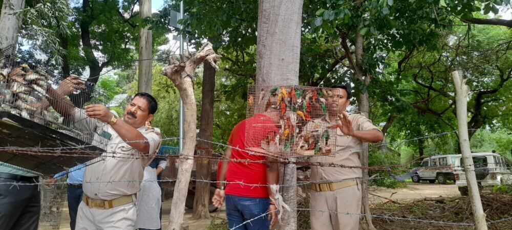 Over 700 Parakeets and Other Birds Recovered in Kanpur Raid, Following ...