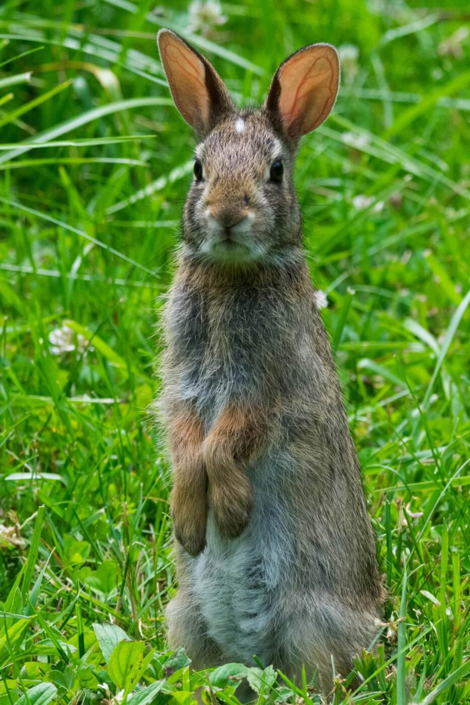 Mandsaur Forest Division Books Three Men for Hunting a Hare, Following ...