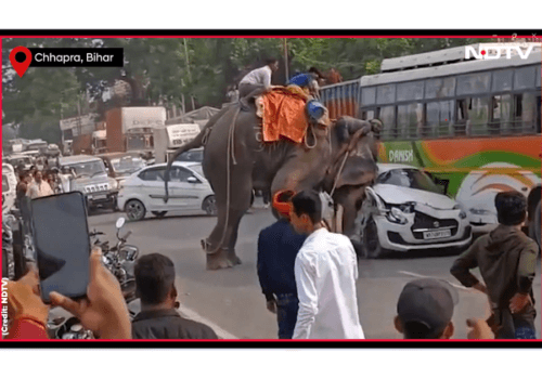 After a Man Is Killed, PETA India Demands Rehabilitation of an Elephant ...