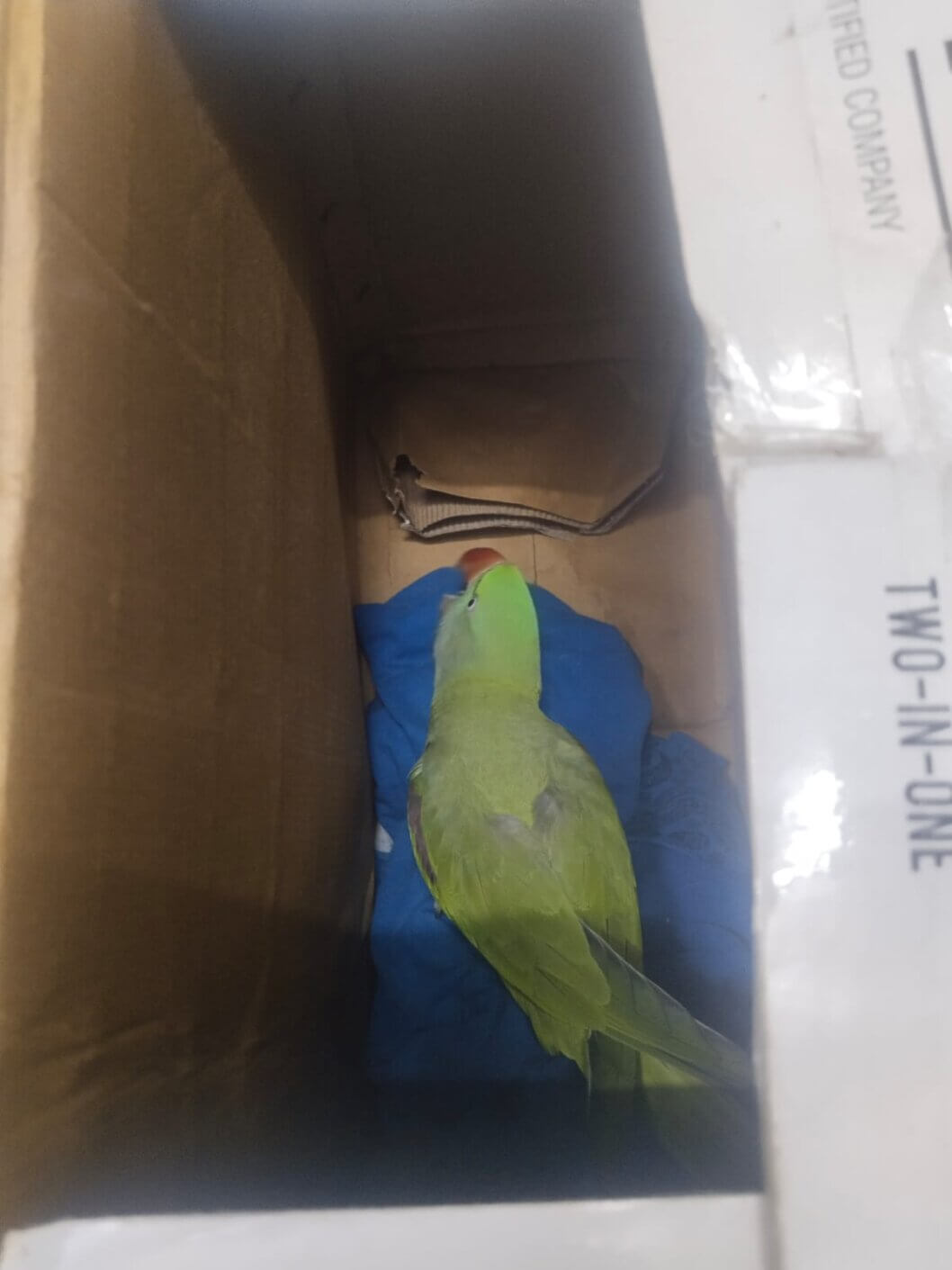 Mumbai Forest Officials Act Against Illegal Possession of Alexandrine ...