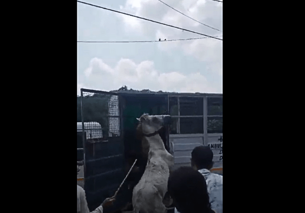 Glanders Outbreak in Delhi Addressed Nearly Six Months Later, Posing ...