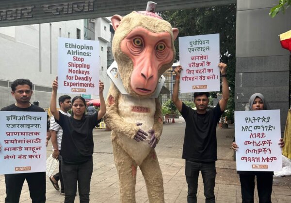 PETA India: India’s Animal Rights Organisation | PETA India