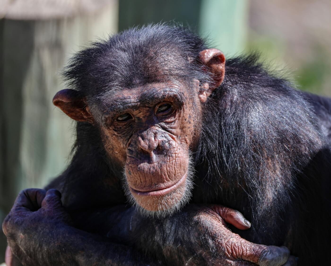 No Spoilers: You Must See ‘Chimp Crazy’ for Yourself! - Blog - PETA India
