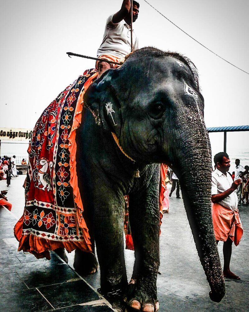 PETA India Offers Gift of Mechanical Elephant to Replace Elephant ...