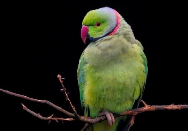 PETA India: India’s Animal Rights Organisation | PETA India