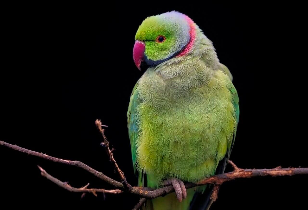 Telangana Issues Advisory Against the Caging of Birds in Response to ...