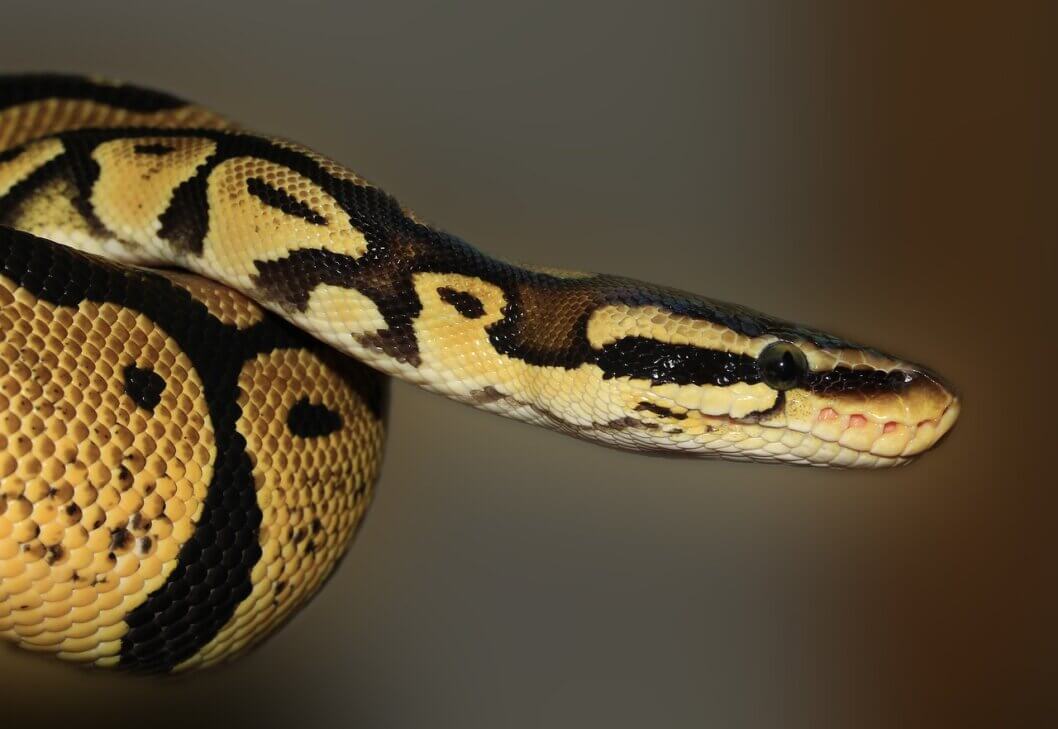Noida: Two Booked for Abusing Indian Python Following PETA India’s ...